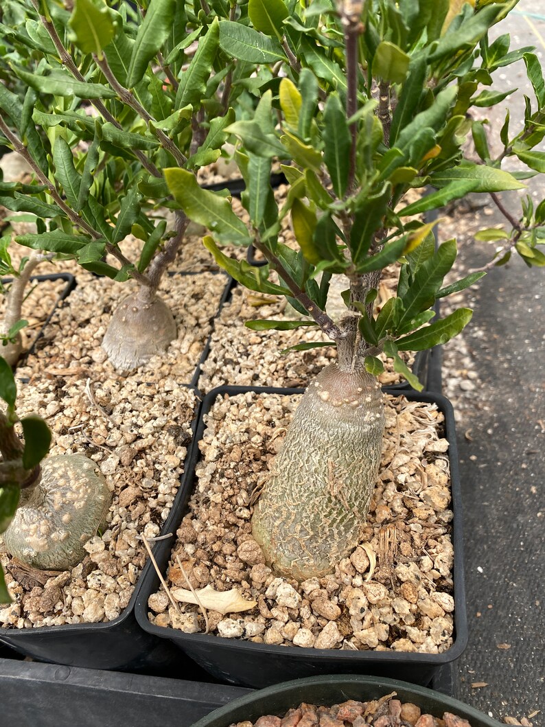 Fockea Edulis - Etsy