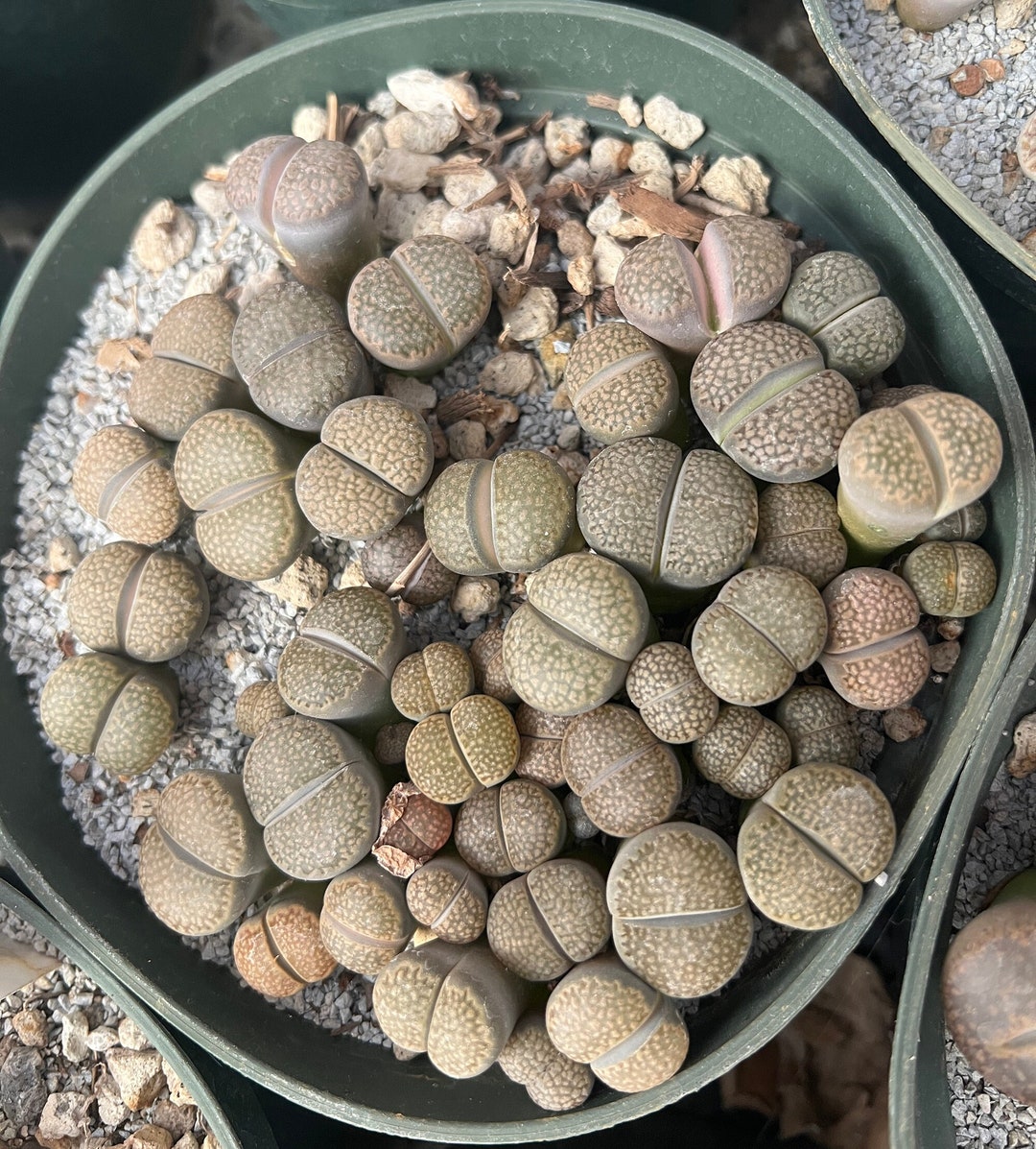 Lithops Hallii - Etsy