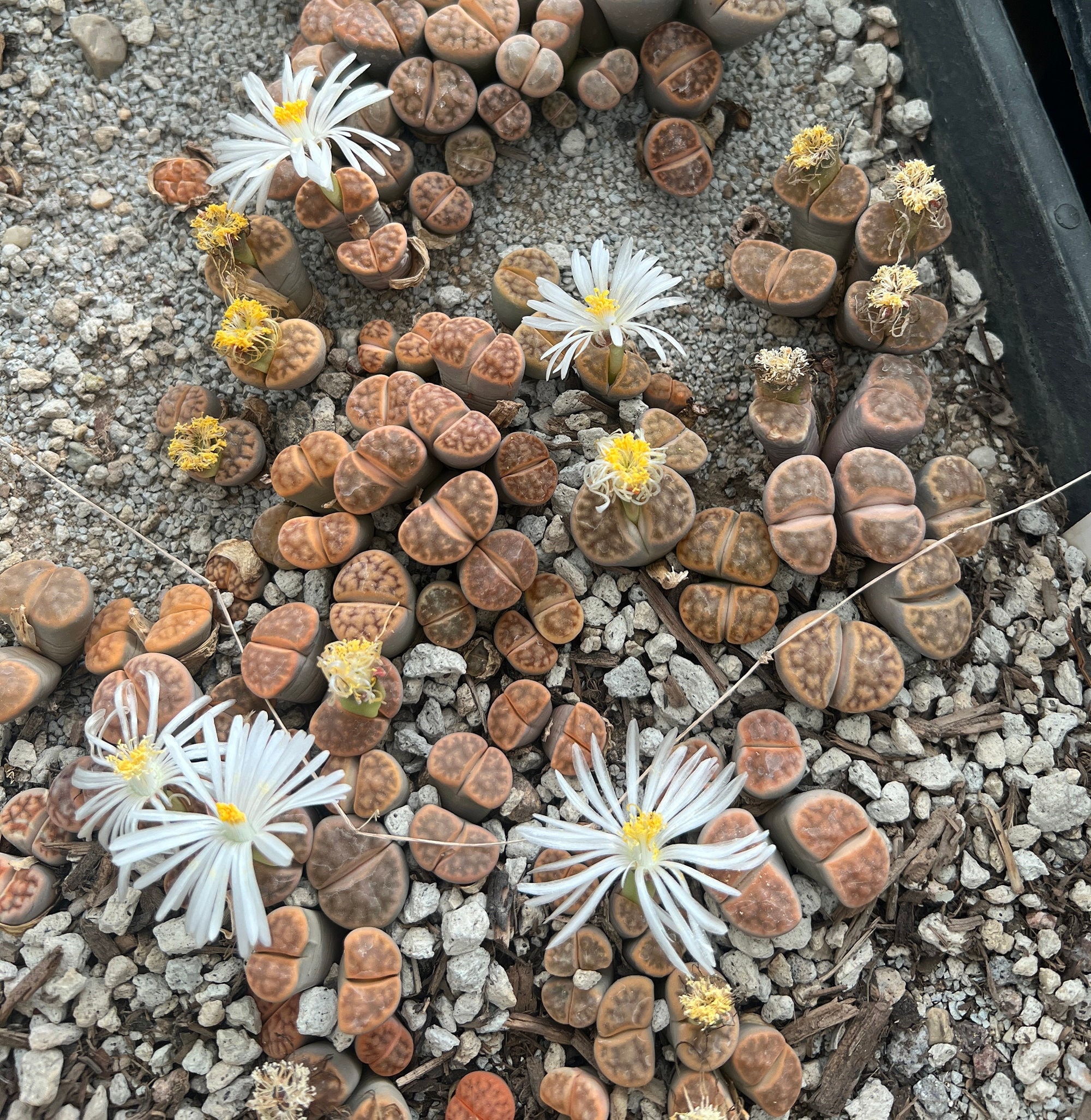 Lithops Karasmontana Var. Lericheana C330 - Etsy