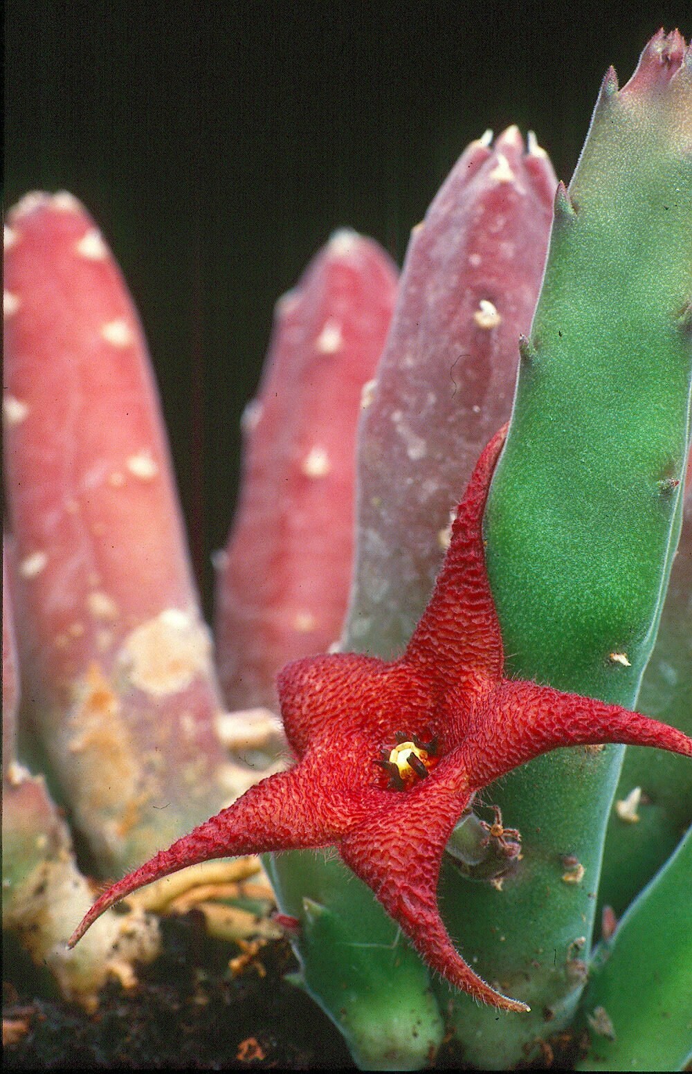 Stapelia Rufa - Etsy