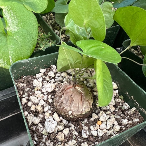 Dioscorea Elephantipes - Etsy