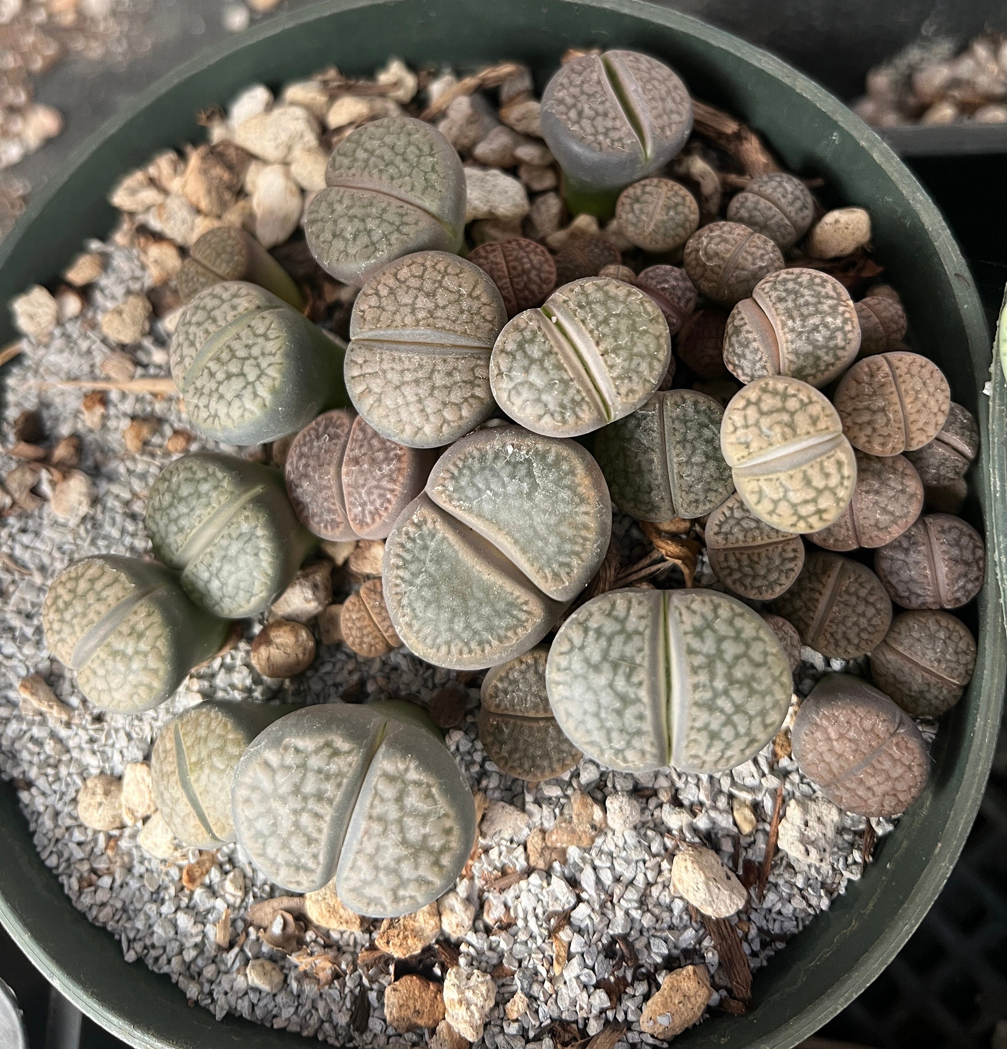 Lithops Hookeri Var. Subfenestrata - Etsy