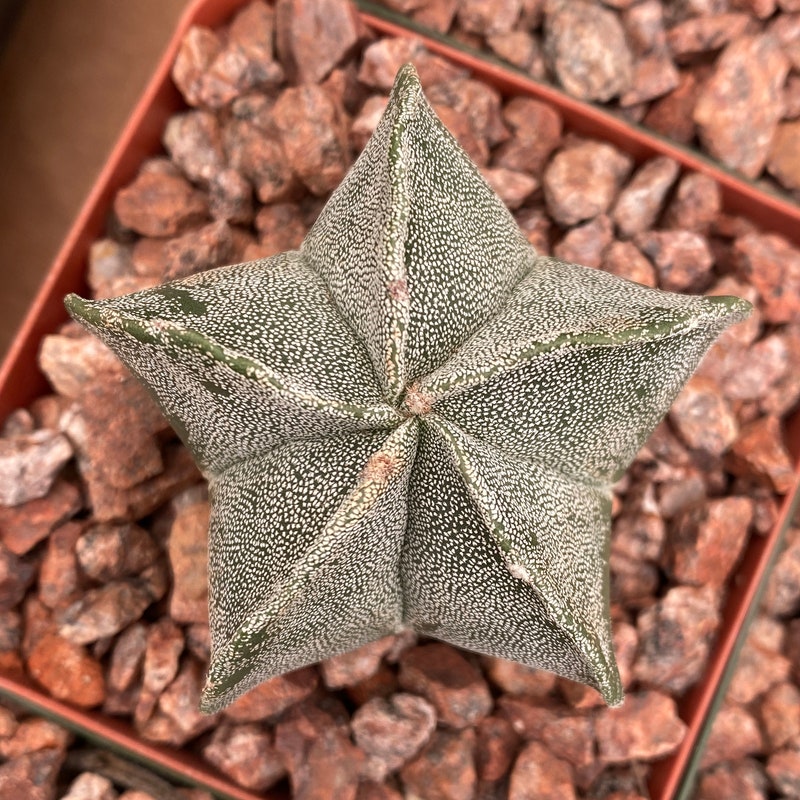 Astrophytum Seeds - Etsy