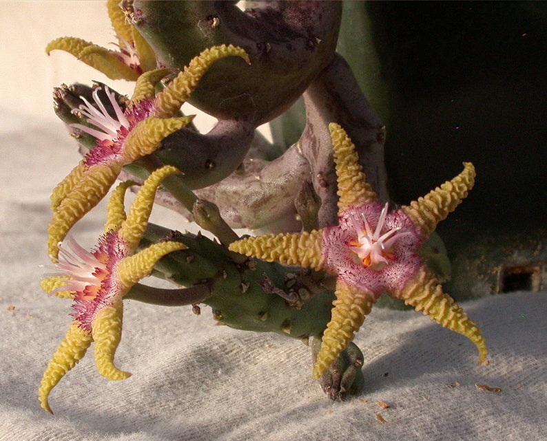 Stapelia Flavopurpurea - Etsy