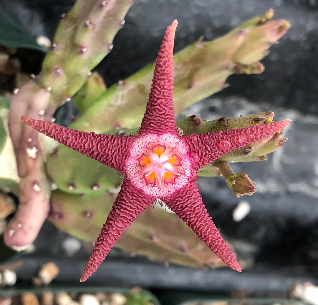 Stapelia Flavopurpurea Rare Red Flower Variety - Etsy