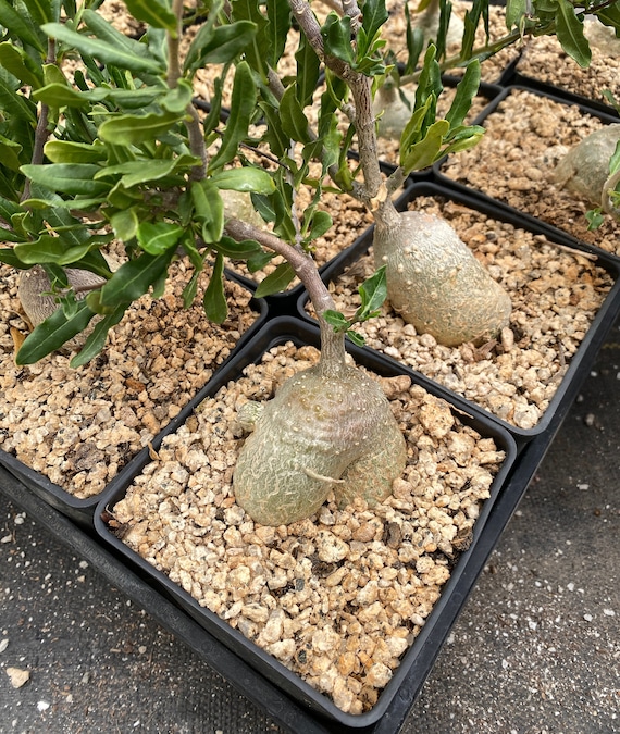 Fockea Edulis - Etsy