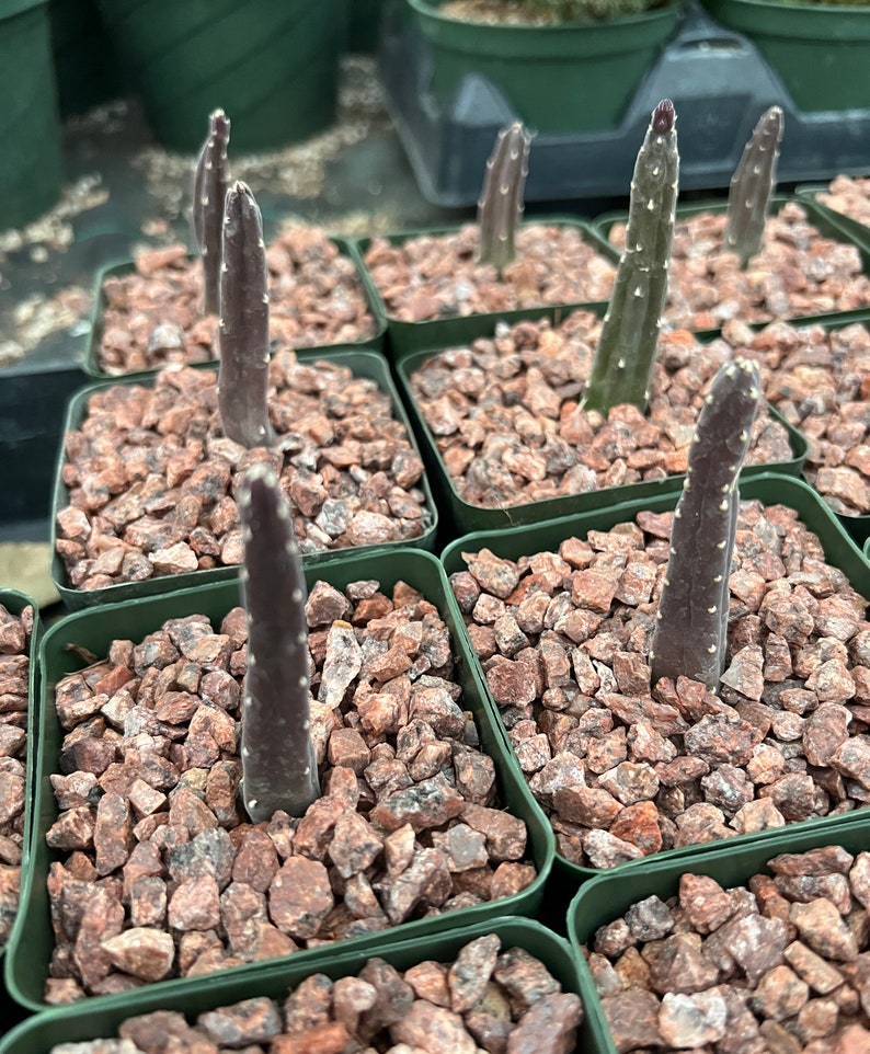 Stapelia Rufa - Etsy