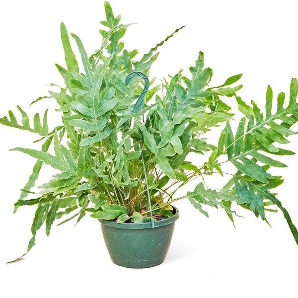 Rabbit Foot Fern - Etsy