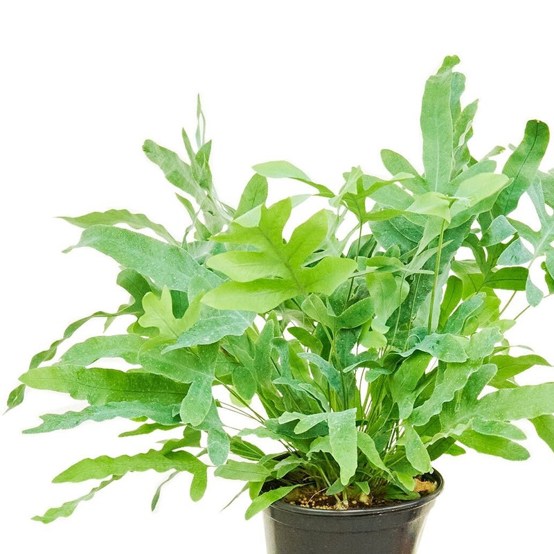 Rabbit Foot Fern - Etsy