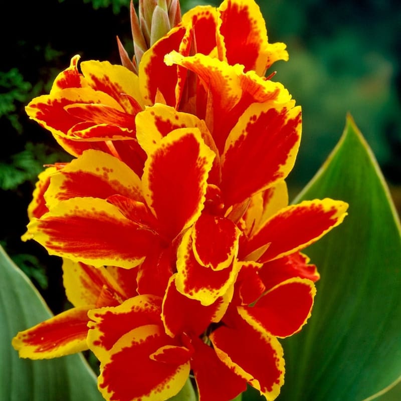 Lucifer Plant - Etsy