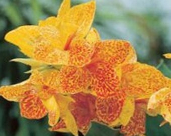 Canna Lily - Dwarf Lucifer - Etsy