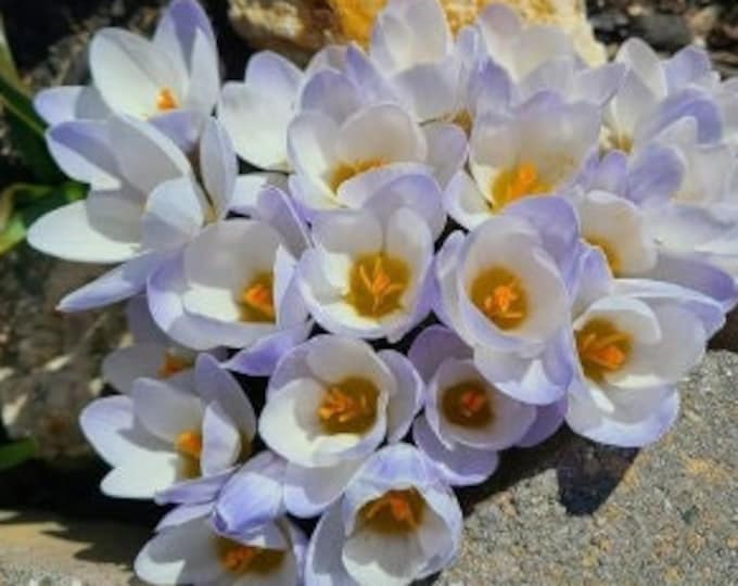 Pack of 10 - Species Crocus 'blue Pearl', Spring Early Blooming Bulbs ...