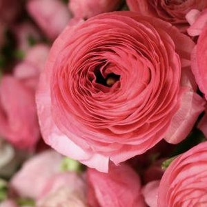 Fall Preorder - Pack of 20 - Aviv 'rose, Ranunculus - Persian Buttercup ...