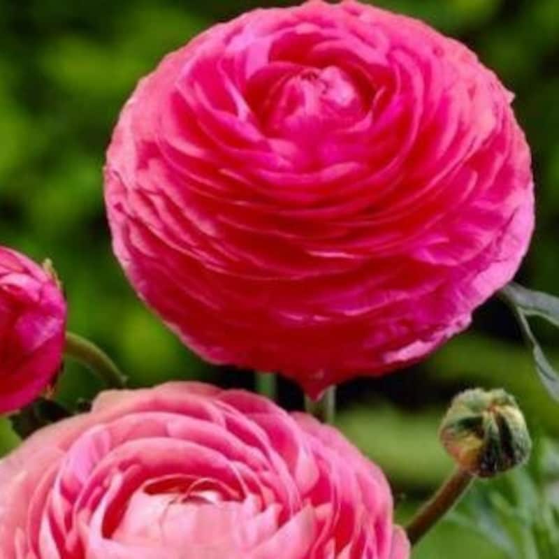 Pink Ranunculus - Etsy