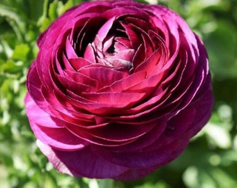 Pack of 10, Ranunculus - Jumbo Persian Buttercup - 'salmon' Tecolote ...