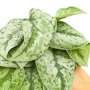 Variegated Silver Exotica, 6" Pot - Scindapsus Pictus 'exotica', Satin ...