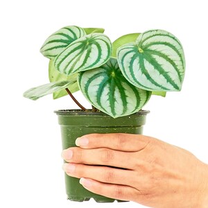 Watermelon Peperomia, 4 Pot Watermelon Begonia, Watermelon Begonia ...