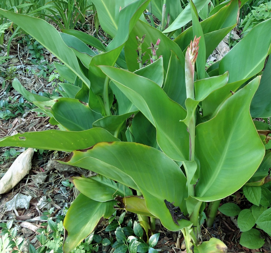 Spring Preorder, Canna Lily - Dwarf Lucifer - Etsy