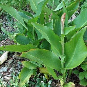 Canna Lily - Dwarf Lucifer - Etsy