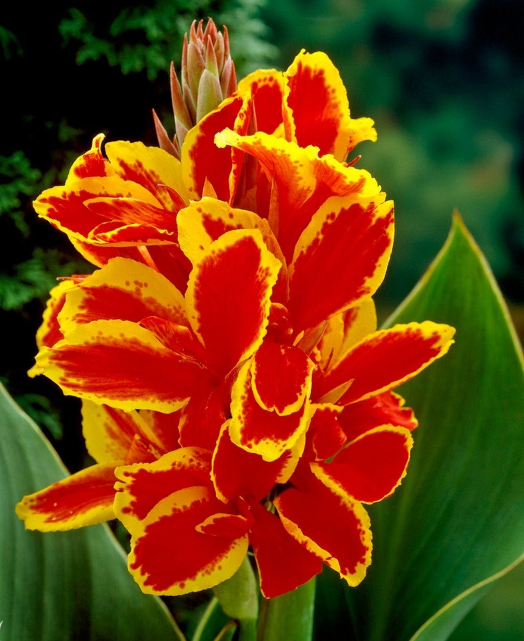 Canna Lily - Dwarf Lucifer - Etsy