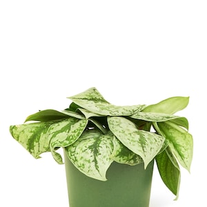 Variegated Silver Exotica, 6 Pot Scindapsus Pictus 'exotica', Satin ...