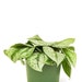 Variegated Silver Exotica, 6" Pot - Scindapsus Pictus 'exotica', Satin ...