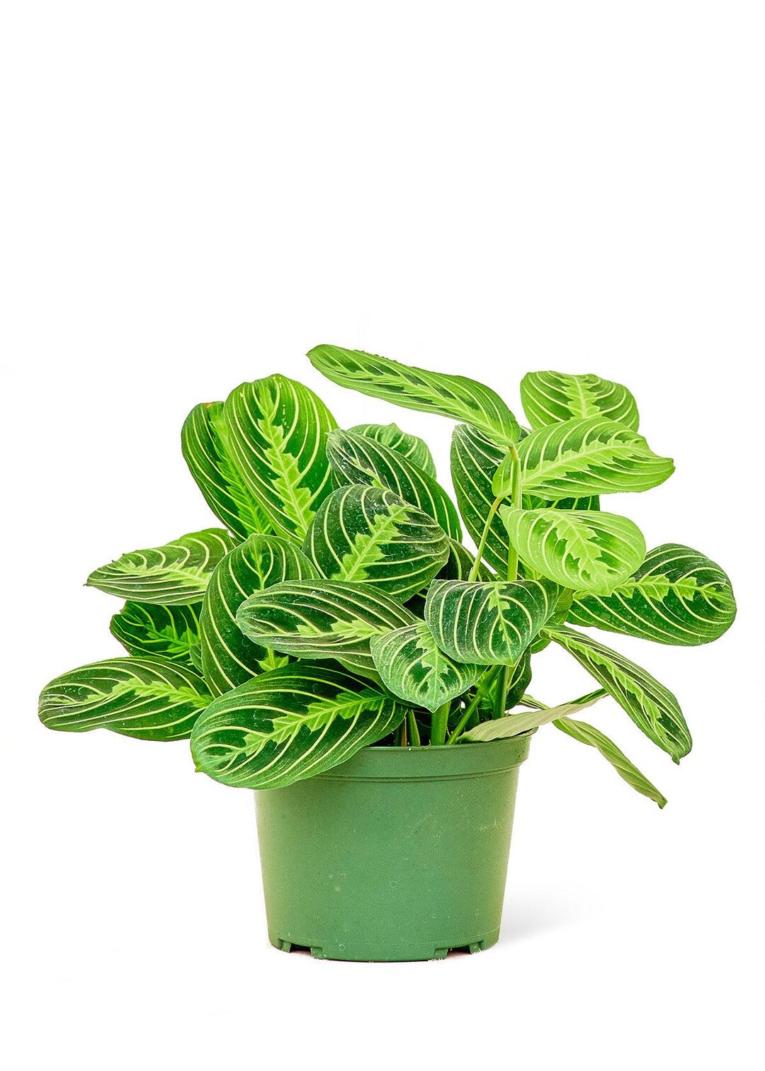 Prayer Plant 'beauty Kim', 6 Pot Kim Prayer Plant, and Kerchoveana ...