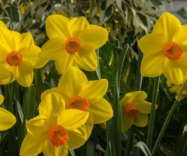 Red Daffodils Flowers