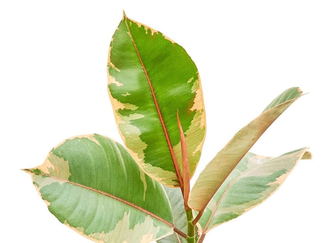 Ficus Elastica 'tineke' - 6" Pot, Variegated Rubber Tree, Ficus ...