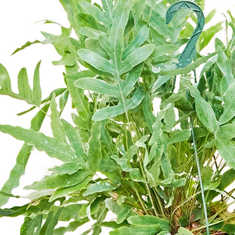 Rabbit Foot Fern - Etsy