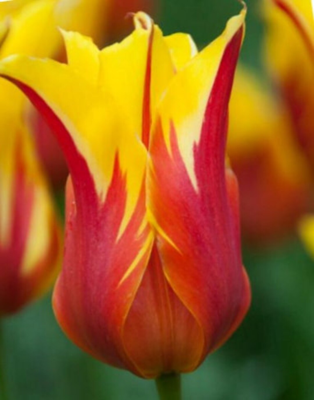 Pack of 5 Fire Wings Tulips Tulip Lily Flowering Size 12 - Etsy