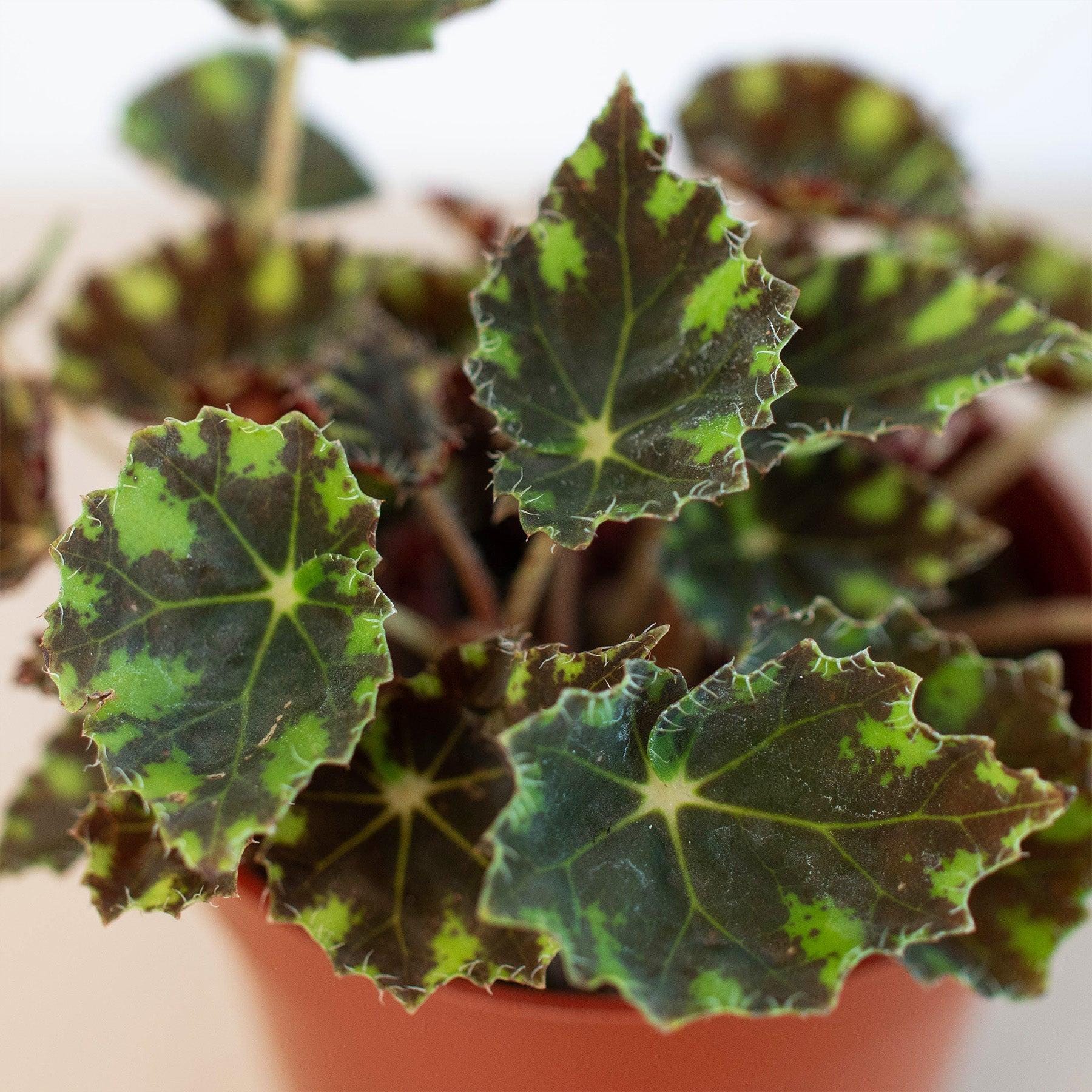 Begonia Tiger Paws - Home and Garden Houseplant - Etsy