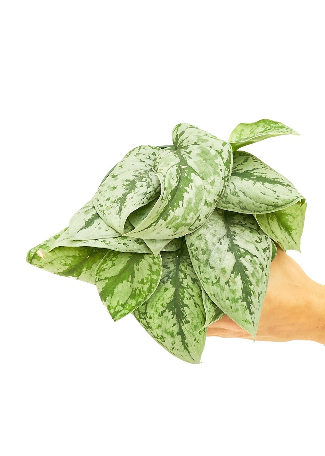Variegated Silver Exotica, 6" Pot - Scindapsus Pictus 'exotica', Satin ...