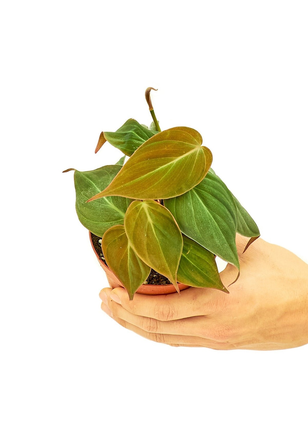 Velvet Leaf Philodendron, 4 Pot Philodendron Micans - Etsy