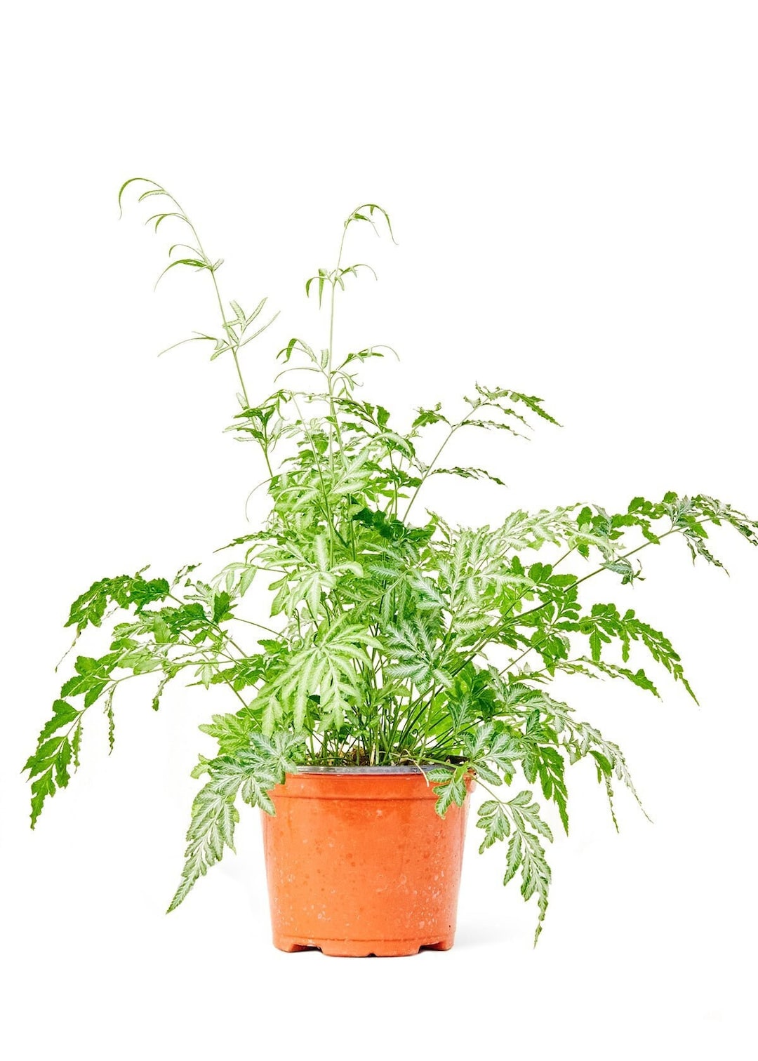 Variegated Silver Lace Fern 6 Pot Pteris Ensiformis - Etsy