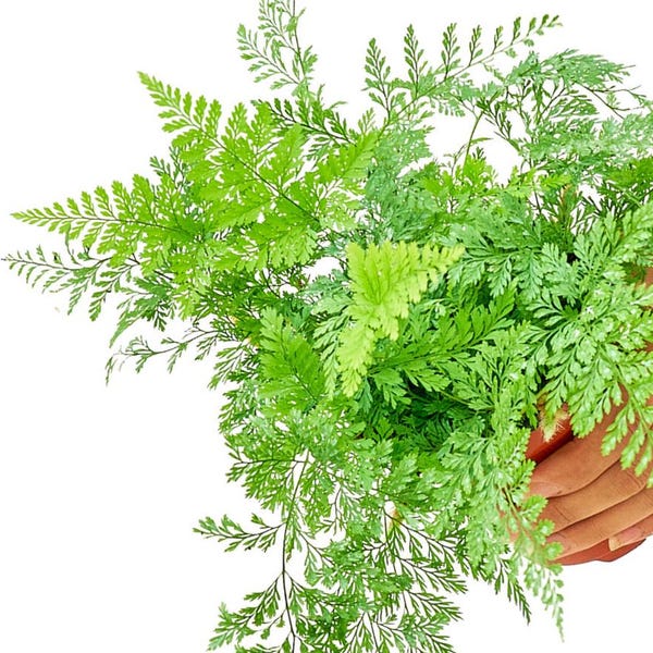 Rabbit Foot Fern - Etsy