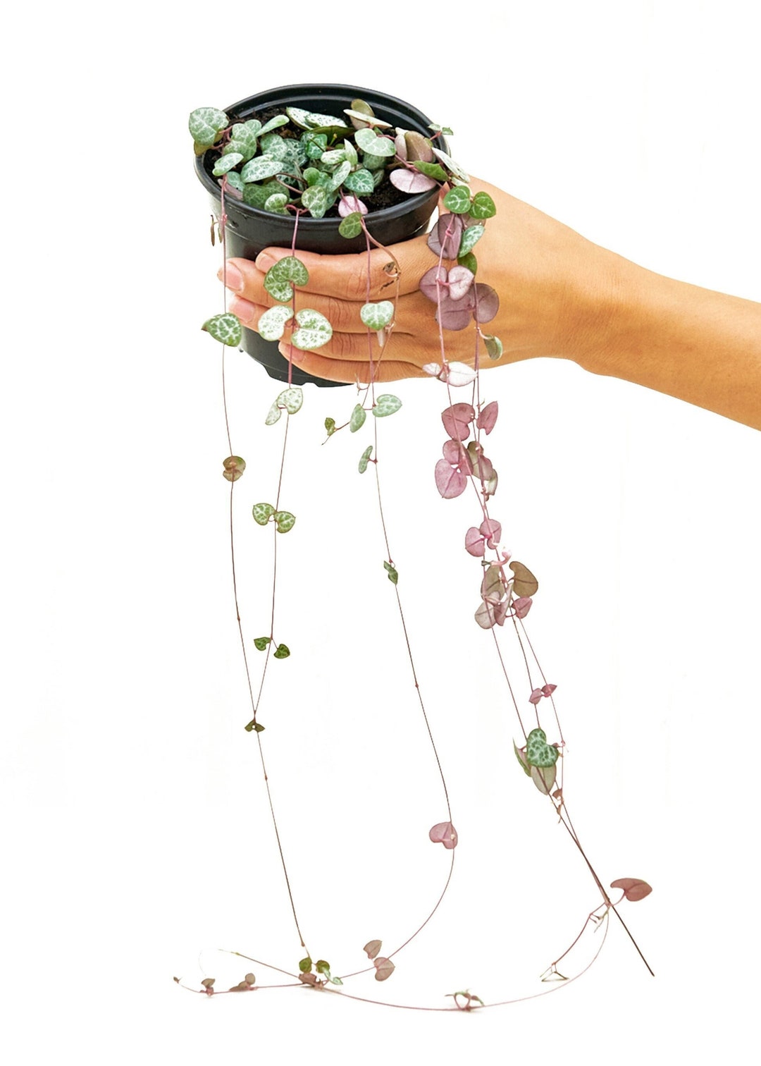 String of Hearts, 4 Pot Chain of Hearts, Rosary Vine, Sweetheart Vine ...