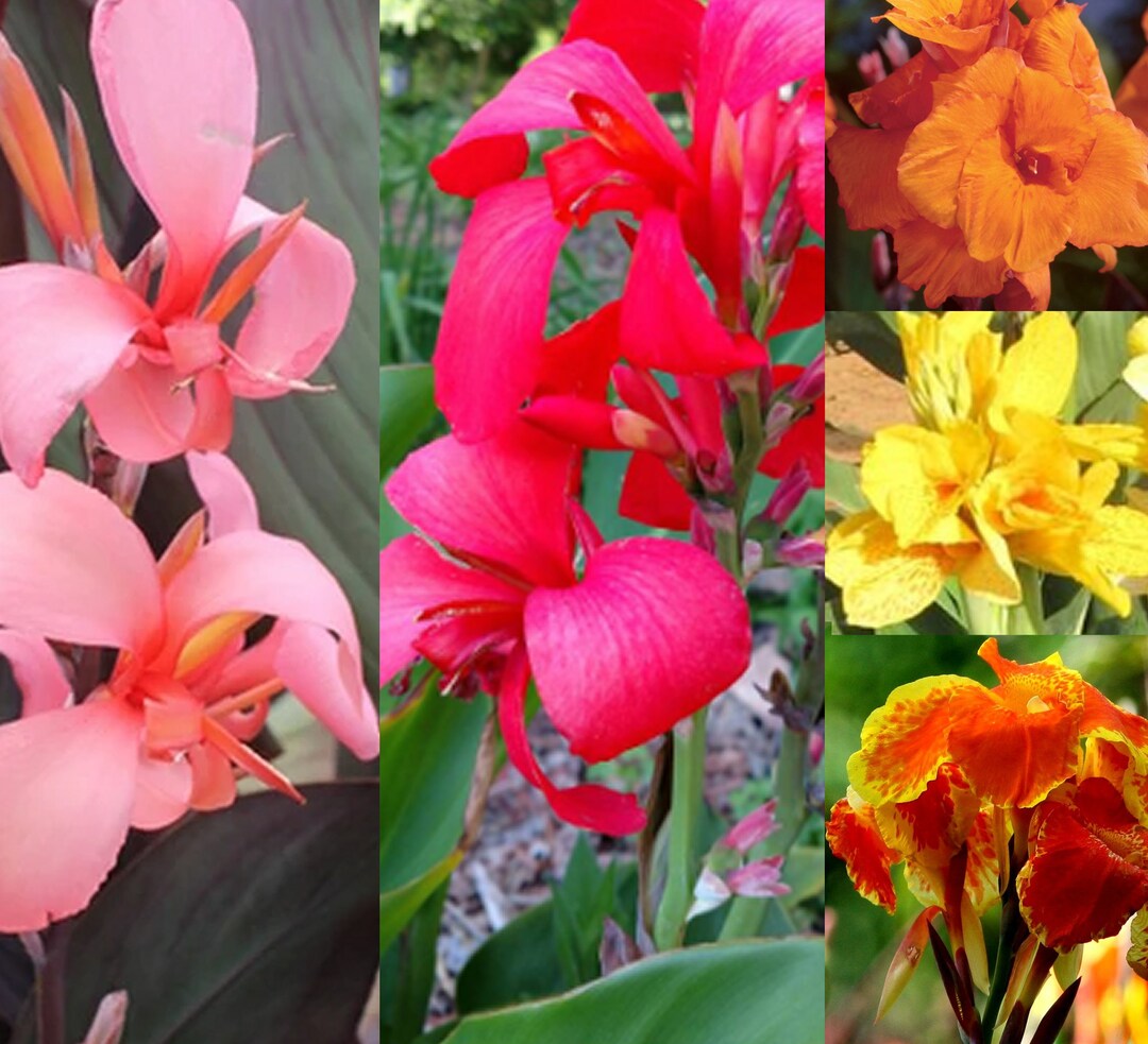 Pack of 3, Plus One More Free, Colorful Canna Lily Mix - Etsy