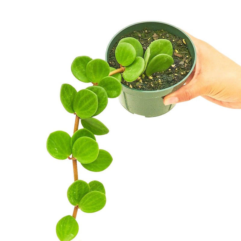 Peperomia Hope Plant - Etsy