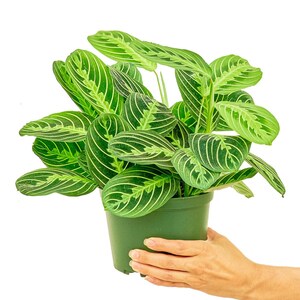 Prayer Plant 'beauty Kim', 6 Pot Kim Prayer Plant, and Kerchoveana ...