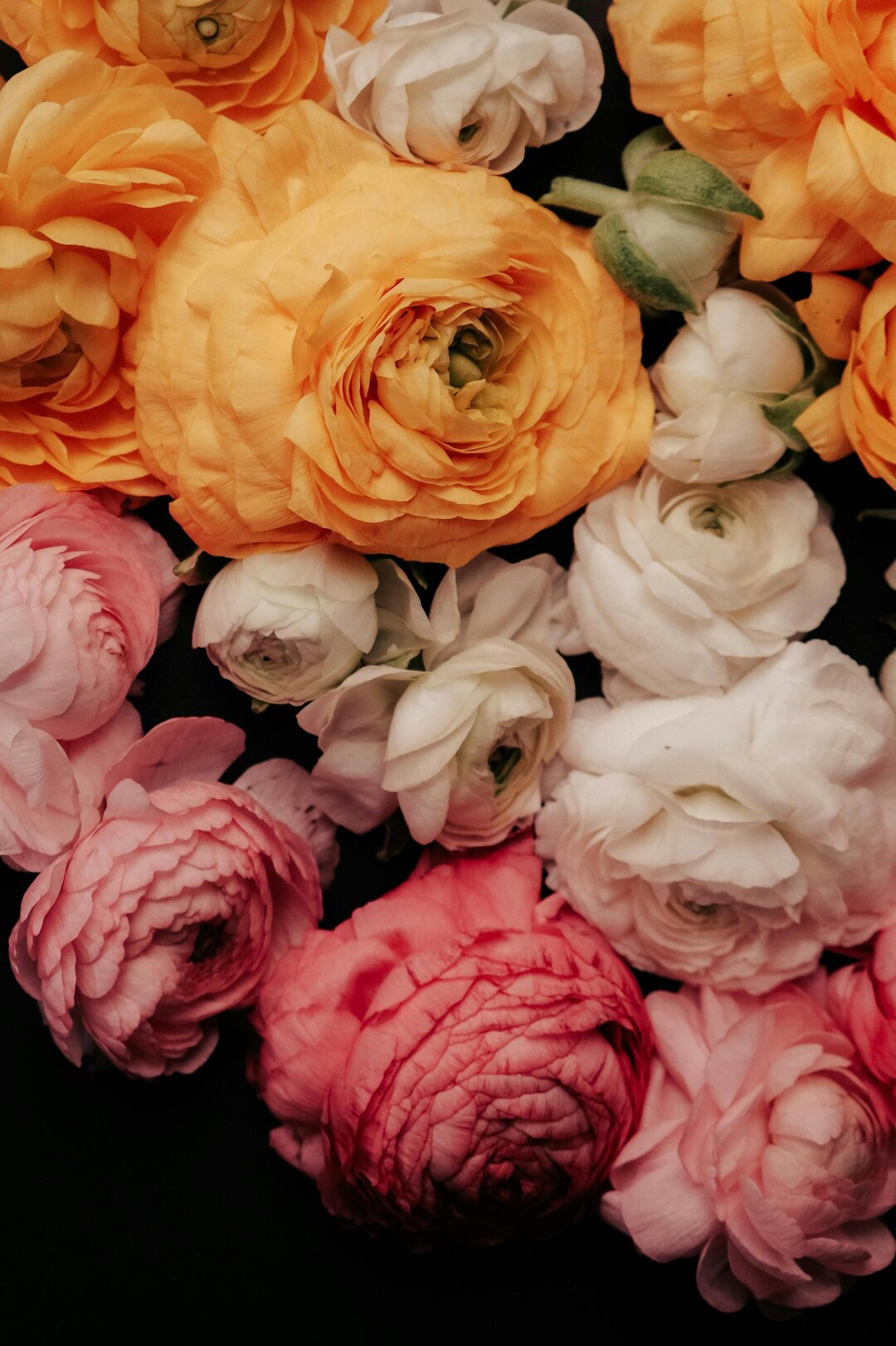 NEW Pack of 20 - Colorful Ranunculus Mix - Persian Buttercup, 'carnival ...