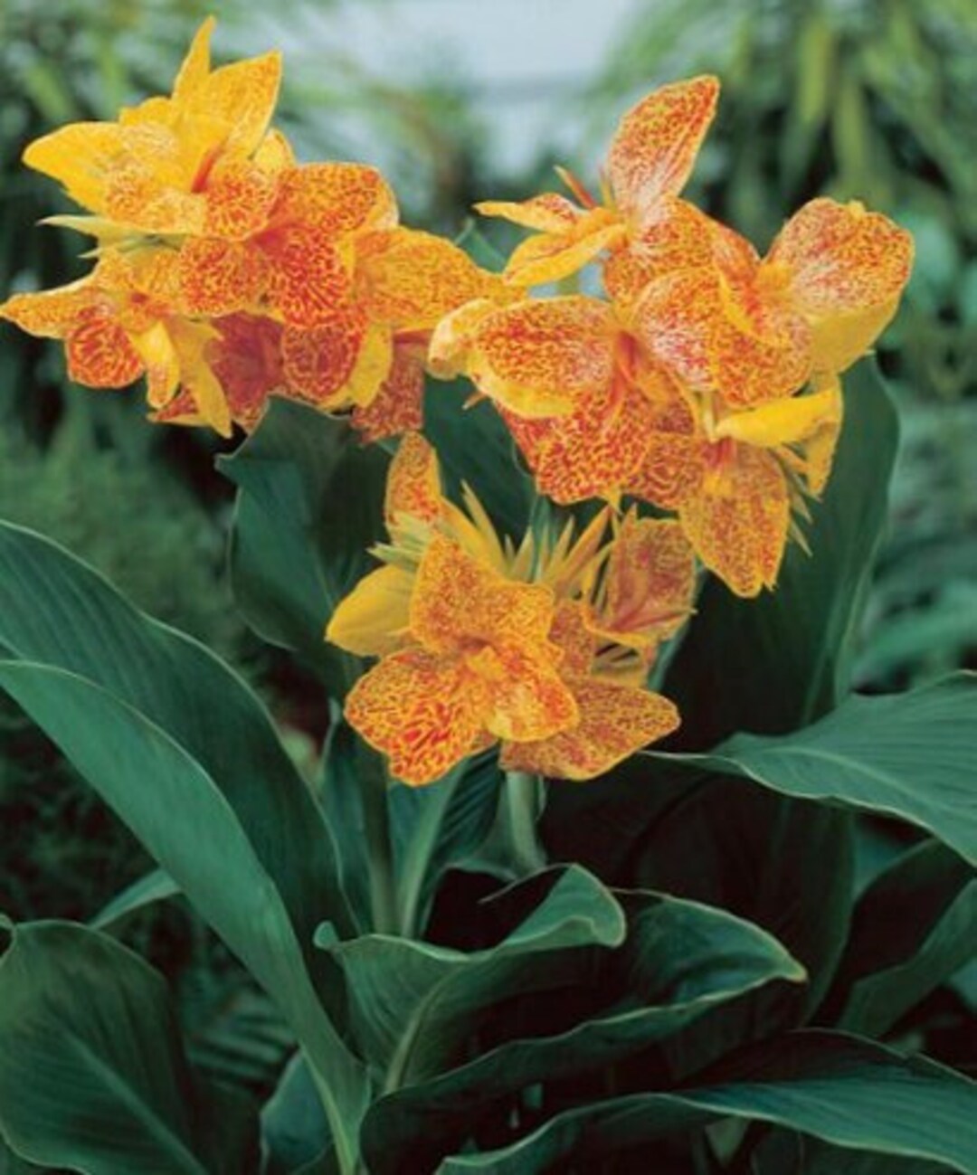 Canna Lily - Dwarf Golden Lucifer - Etsy