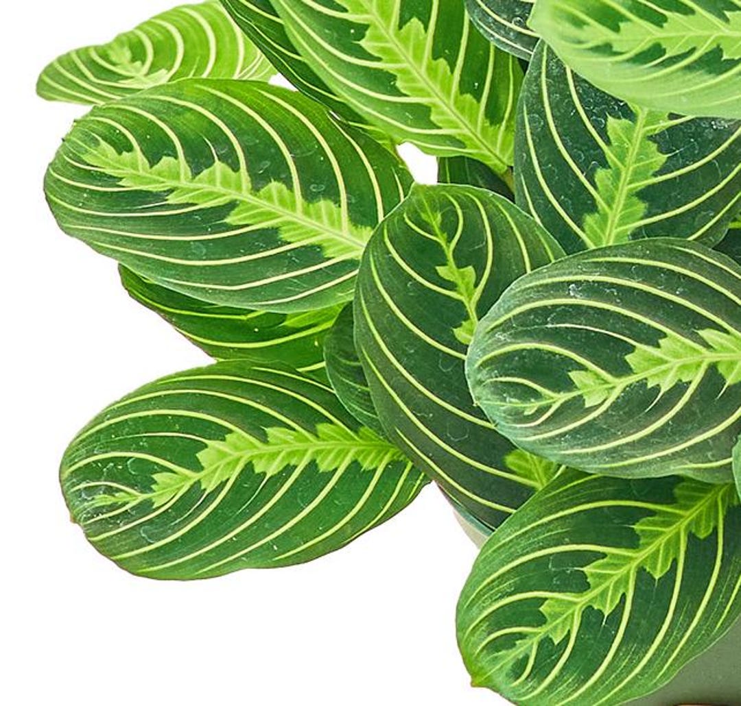 Prayer Plant 'beauty Kim', 6 Pot Kim Prayer Plant, and Kerchoveana ...