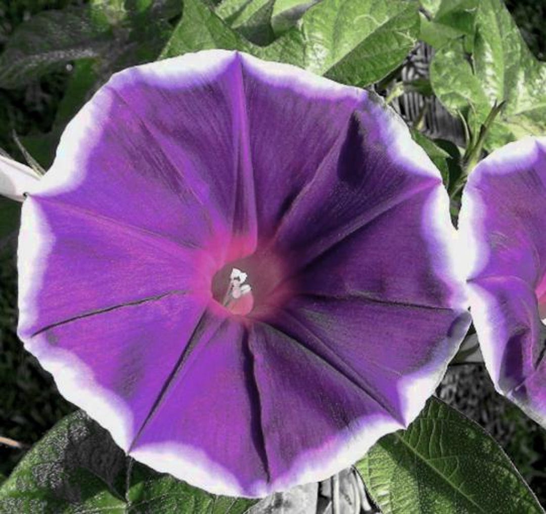 Live Plant - Japanese Morning Glory, 'amethyst of Atlantis', Rare ...