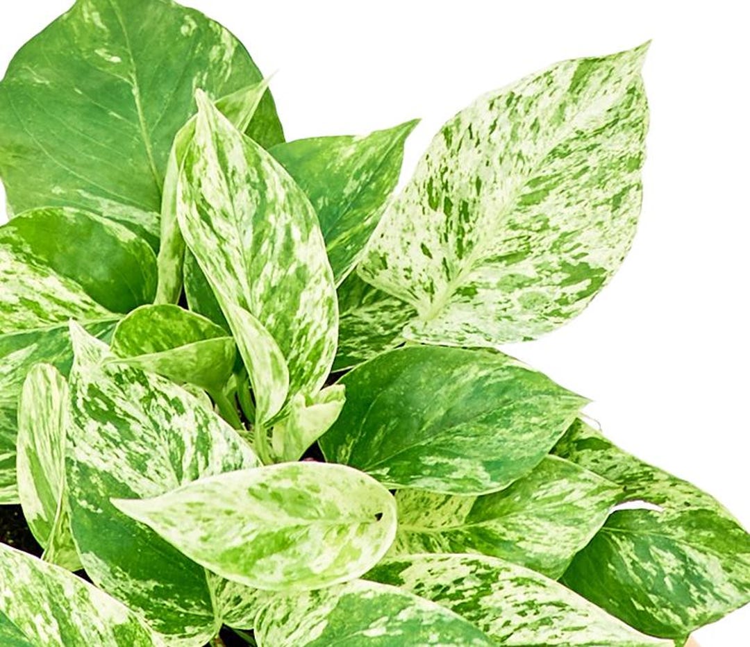 Variegated Pothos 'marble Queen', 6" Pot, Devil's Ivy, Centipede Vine ...