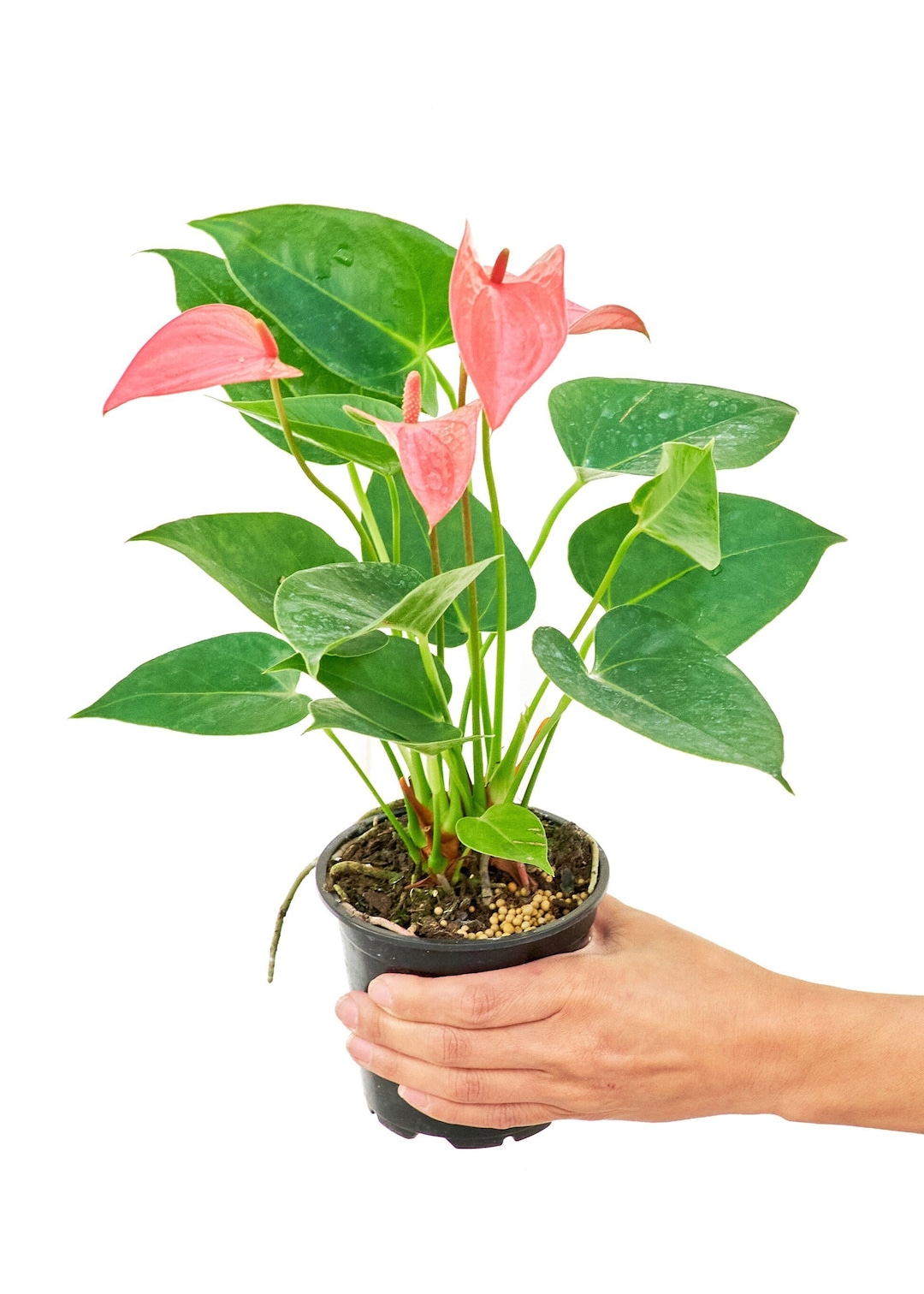 Pink Flamingo Laceleaf, 4 Pot, Anthurium Andraeanum - Etsy