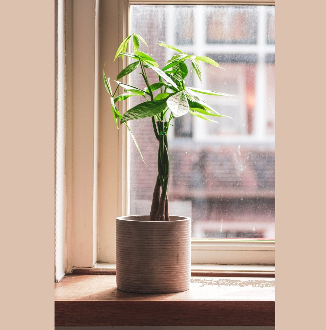 Braided Money Tree Potted Plant, Choose a 4 or 6 Pot Pachira Aquatica ...
