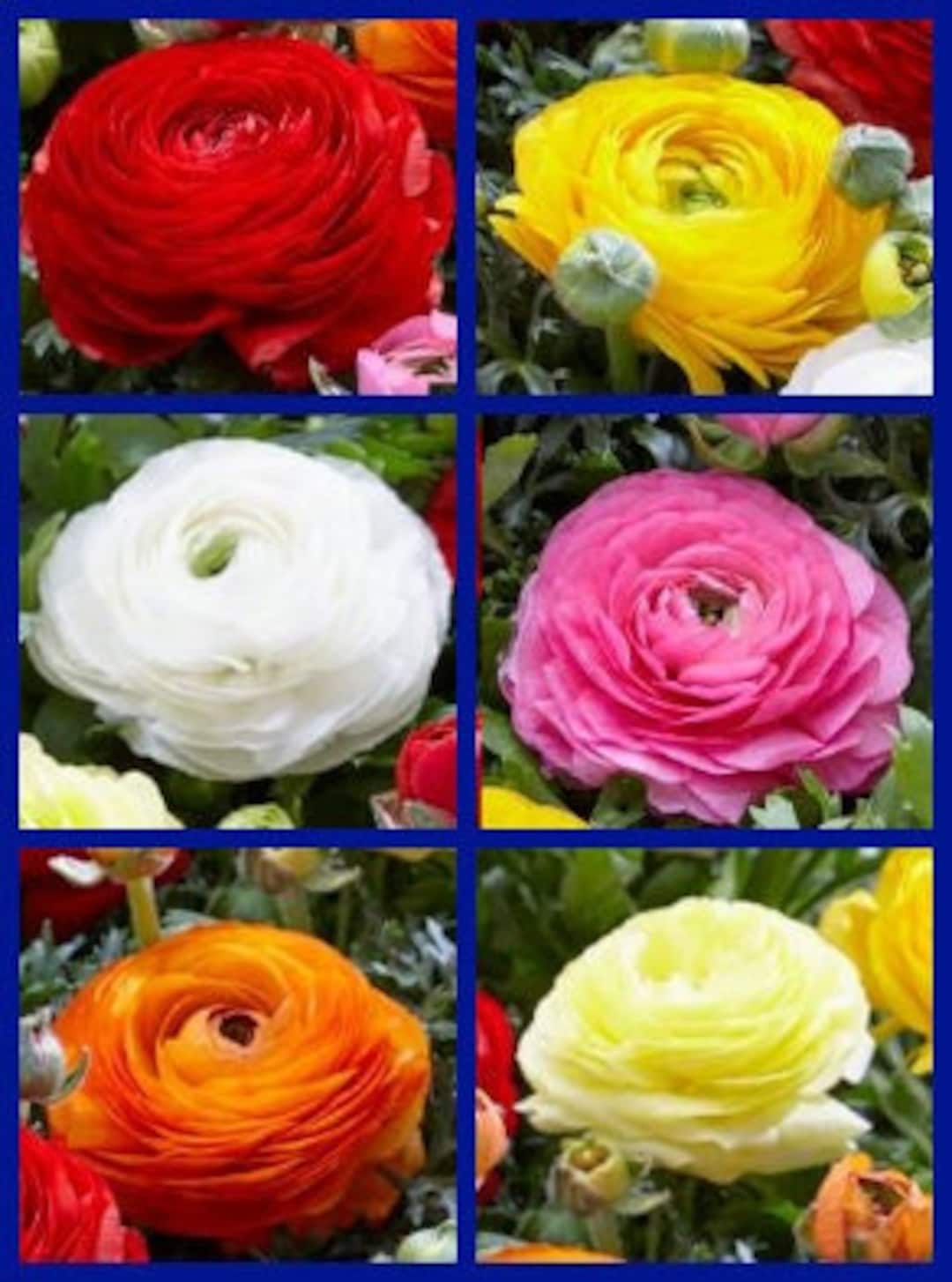 Pack of 20 - Colorful Ranunculus Mix - Persian Buttercup Colorful Mix ...
