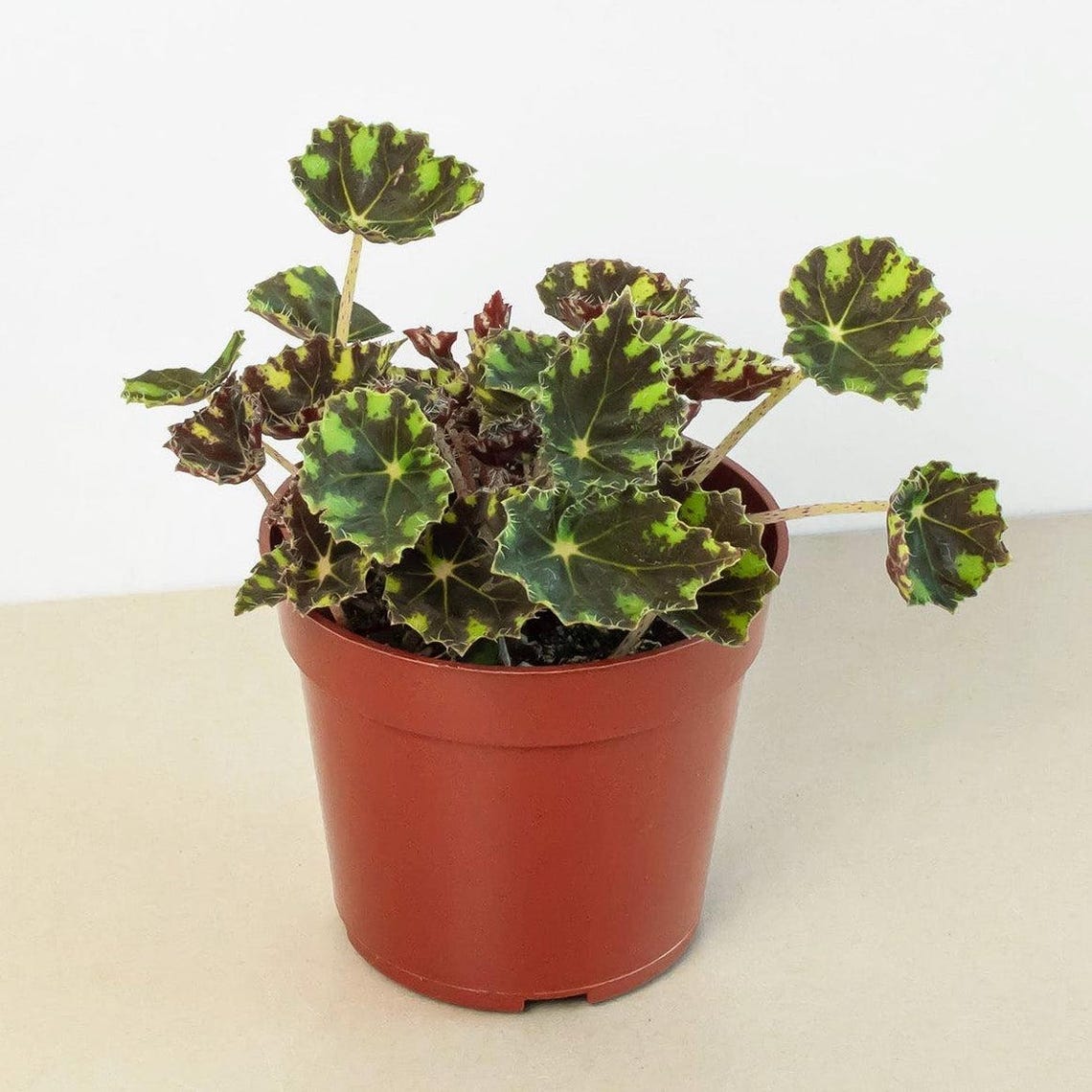 Begonia Tiger Paws - Home and Garden Houseplant - Etsy