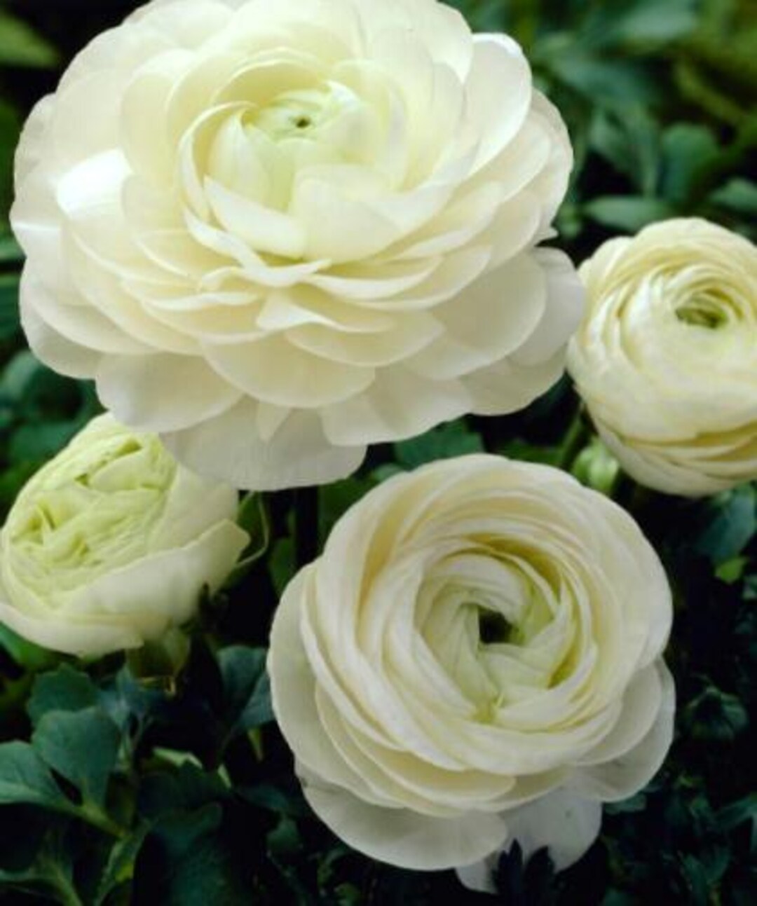 Pack of 20 - Aviv 'white', Ranunculus - Persian Buttercup - Size 7+ - Etsy